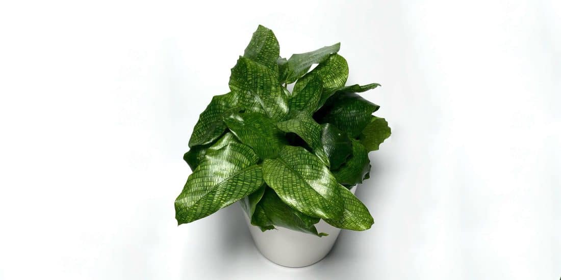 Calathea Musaica Care Guide: Growing Calathea 'Network' | Plantcarefully