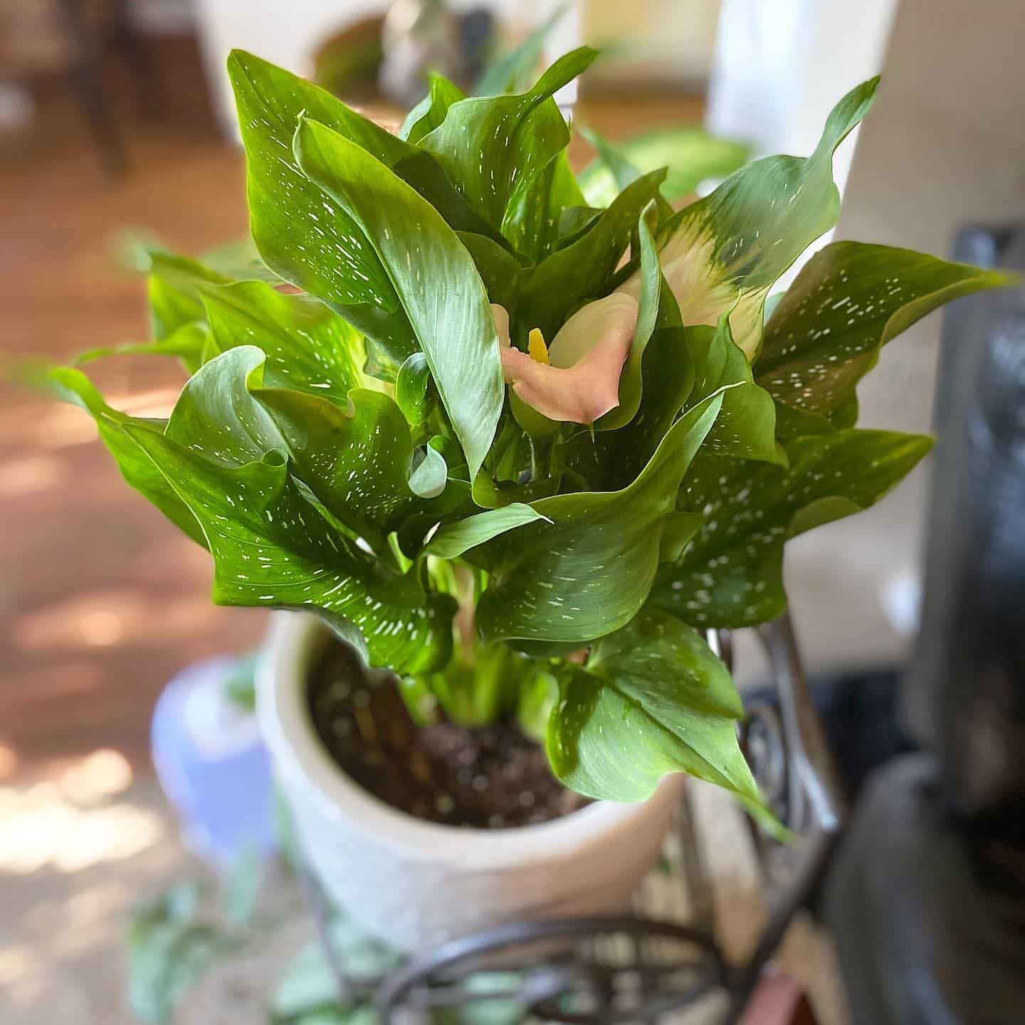 Calla Lily: Growing Indoors + 13 Care Tips! | Plantcarefully