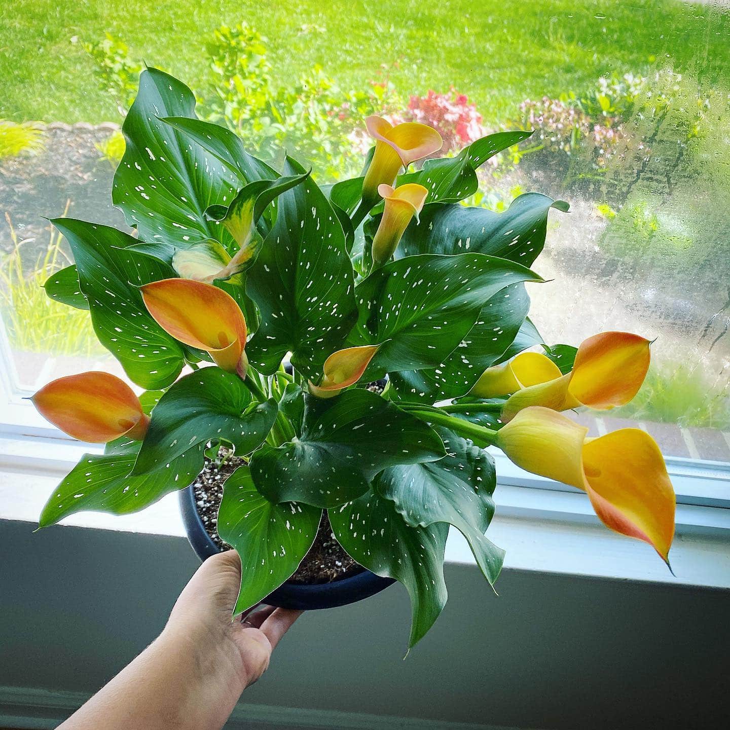 Calla Lily: Growing Indoors + 13 Care Tips! | Plantcarefully