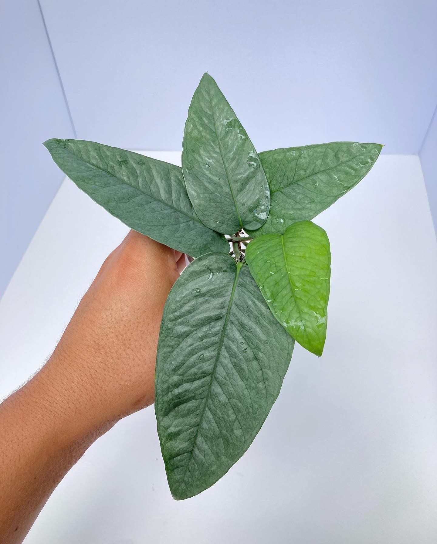 Pothos: Plant Care & How to Grow | Plantcarefully