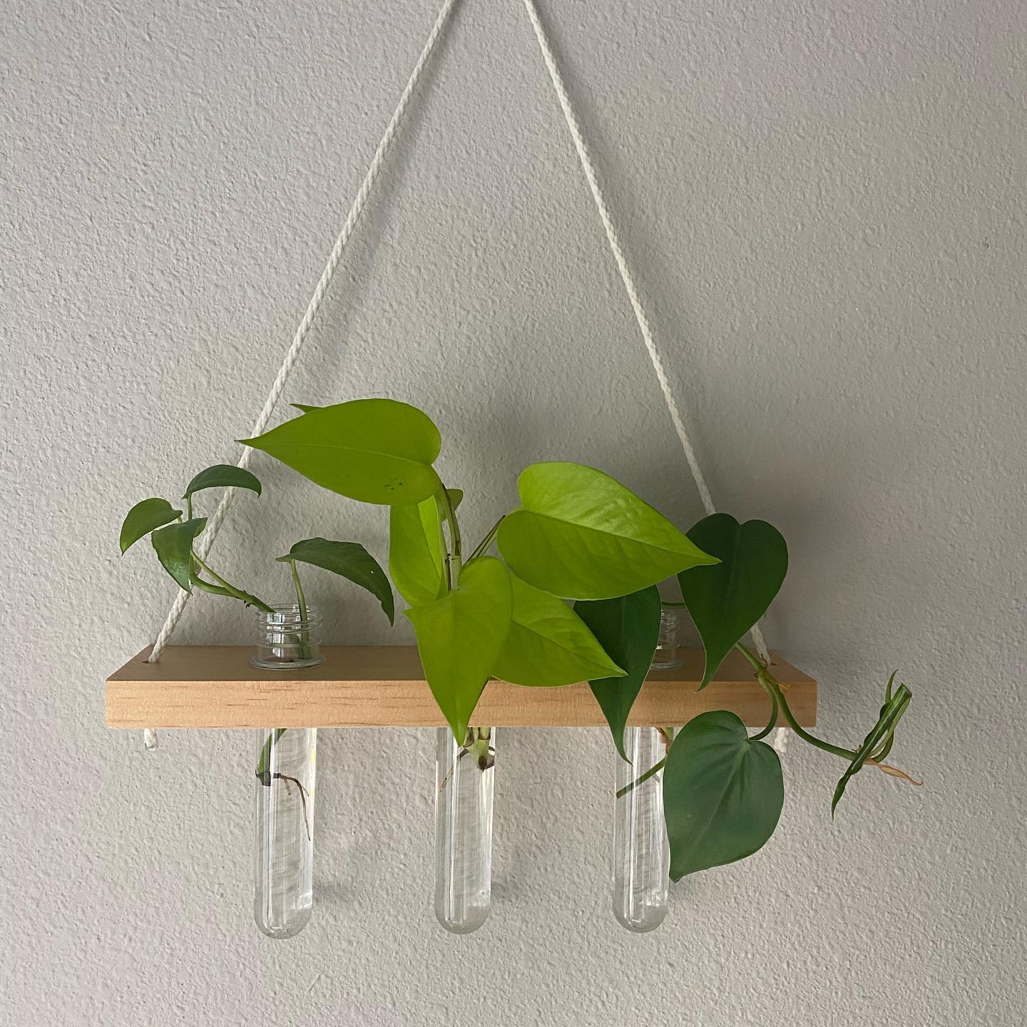 Cebu Blue Pothos: Plant Care and Growing Guide | Plantcarefully