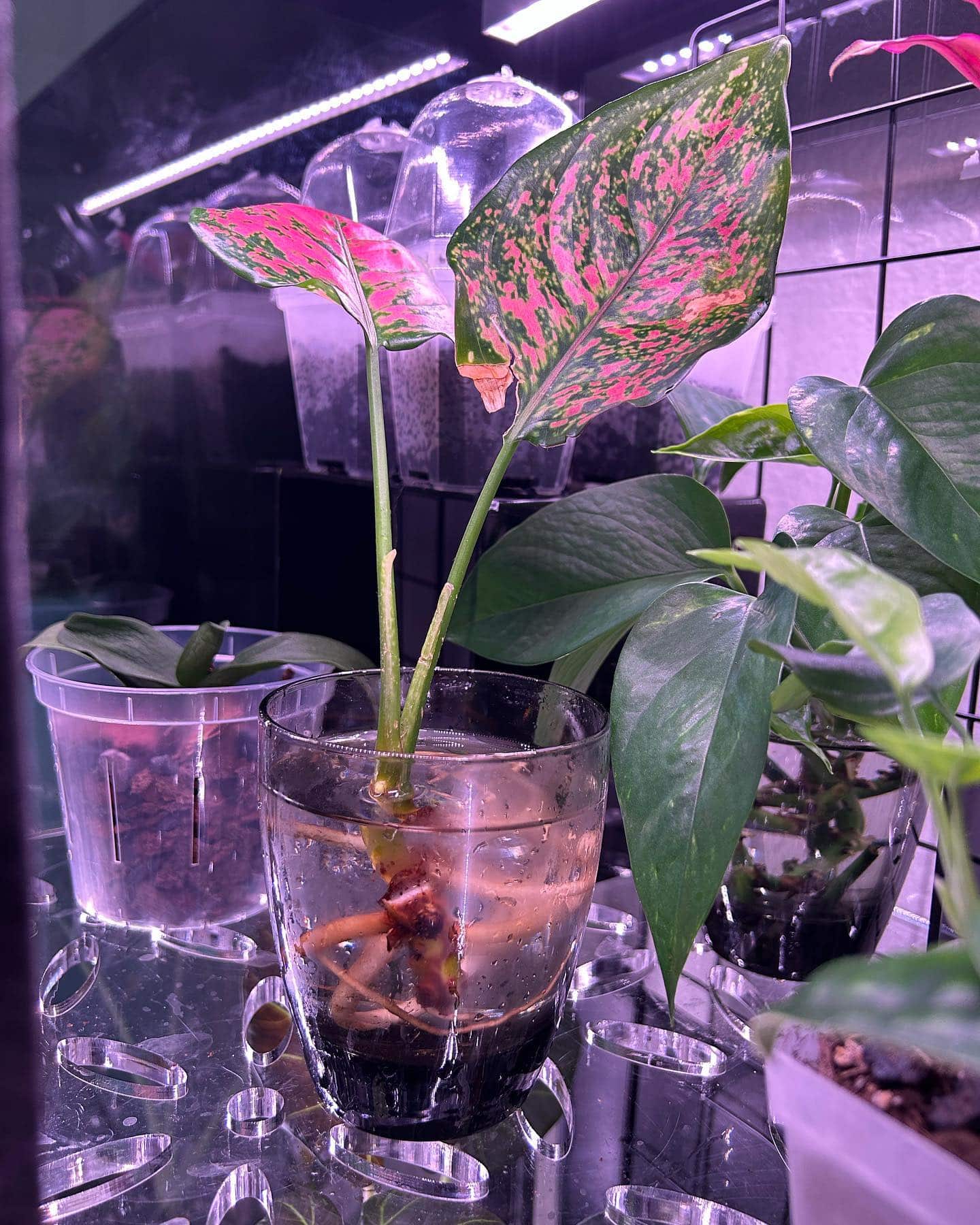 Chinese Evergreen: Plant Care and Growing Tips | Plantcarefully