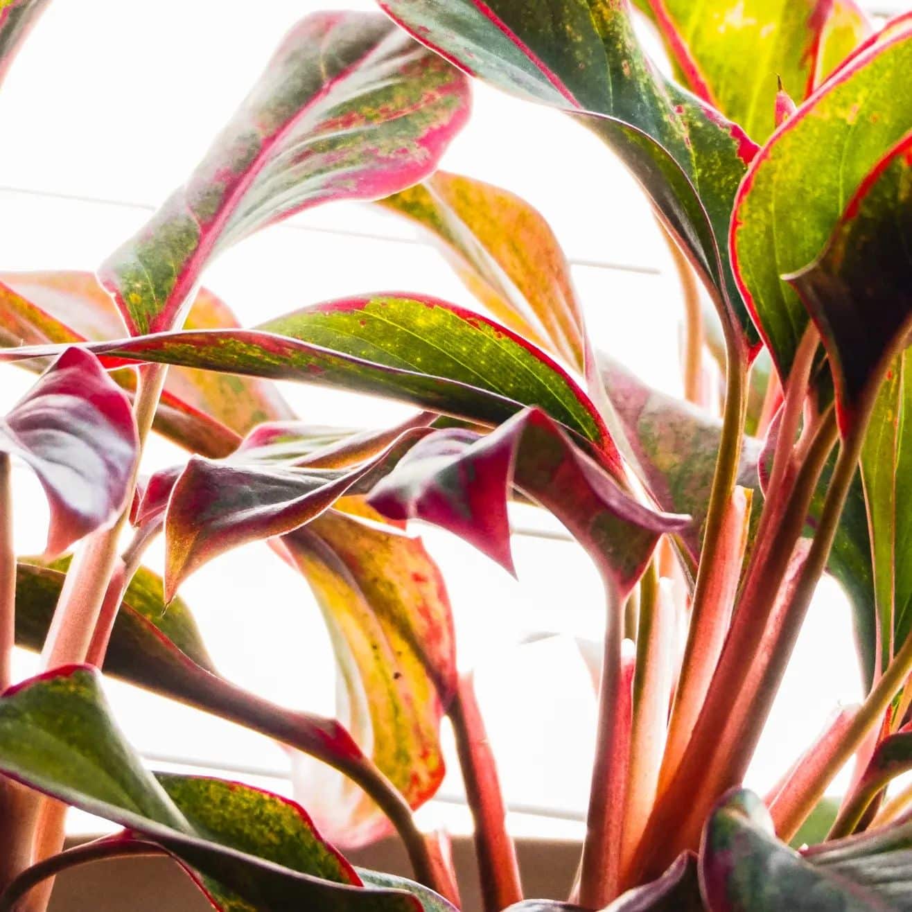 Chinese Evergreen: Plant Care and Growing Tips | Plantcarefully