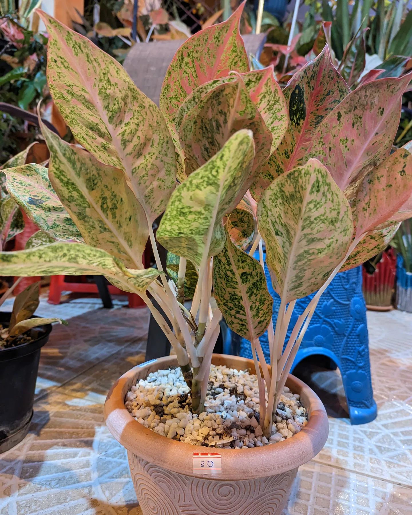 Chinese Evergreen: Plant Care and Growing Tips | Plantcarefully