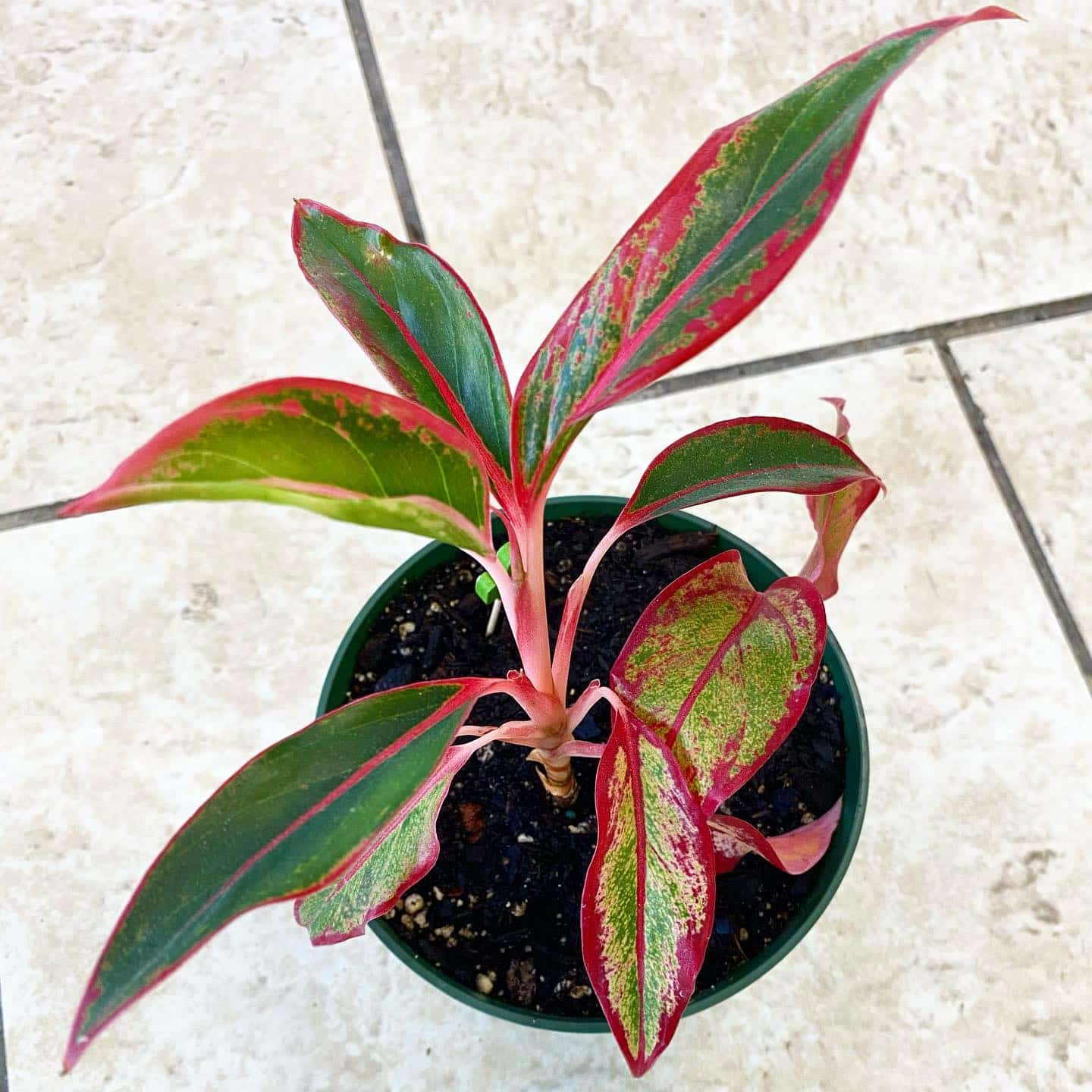 Chinese Evergreen: Plant Care and Growing Tips | Plantcarefully