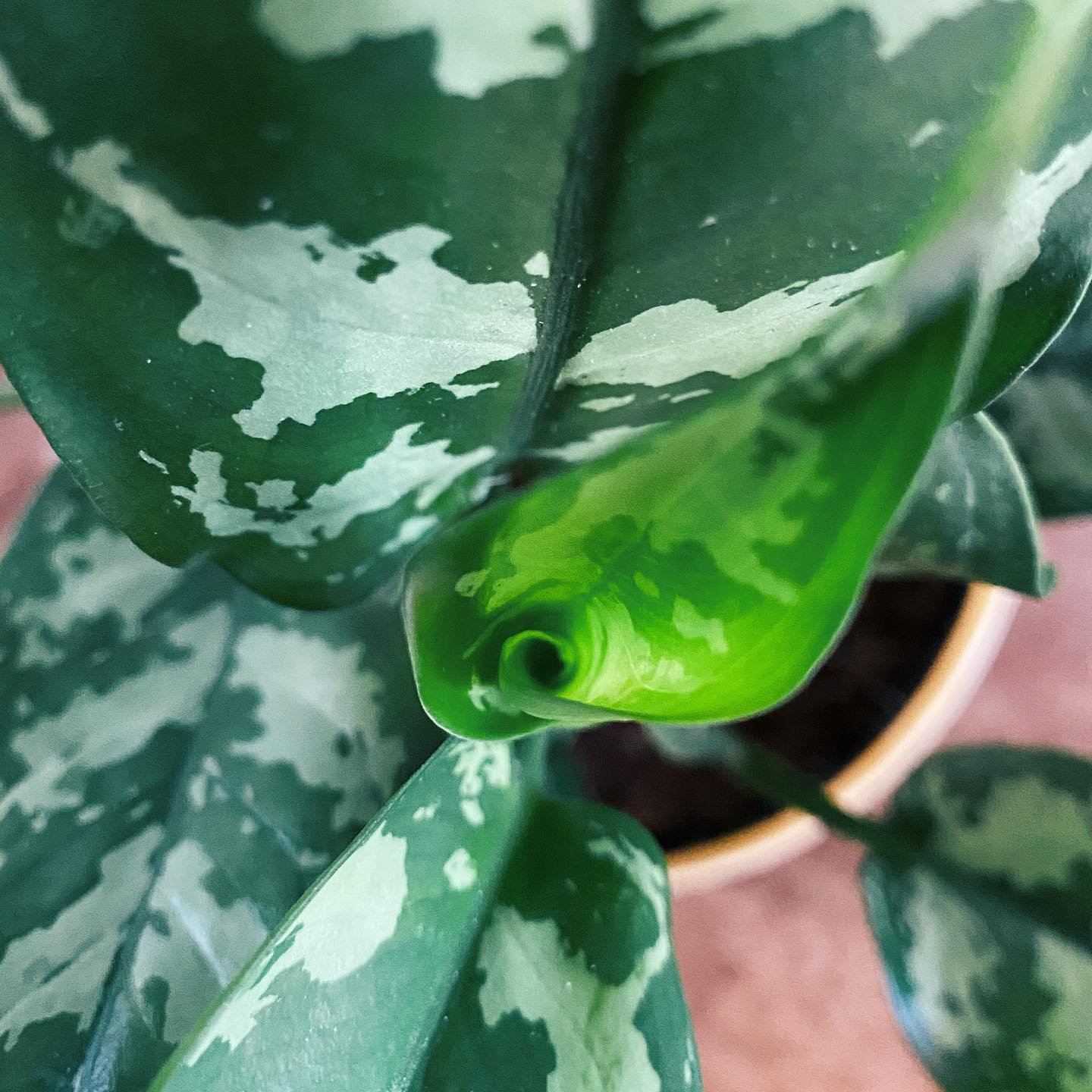 Chinese Evergreen: Plant Care and Growing Tips | Plantcarefully