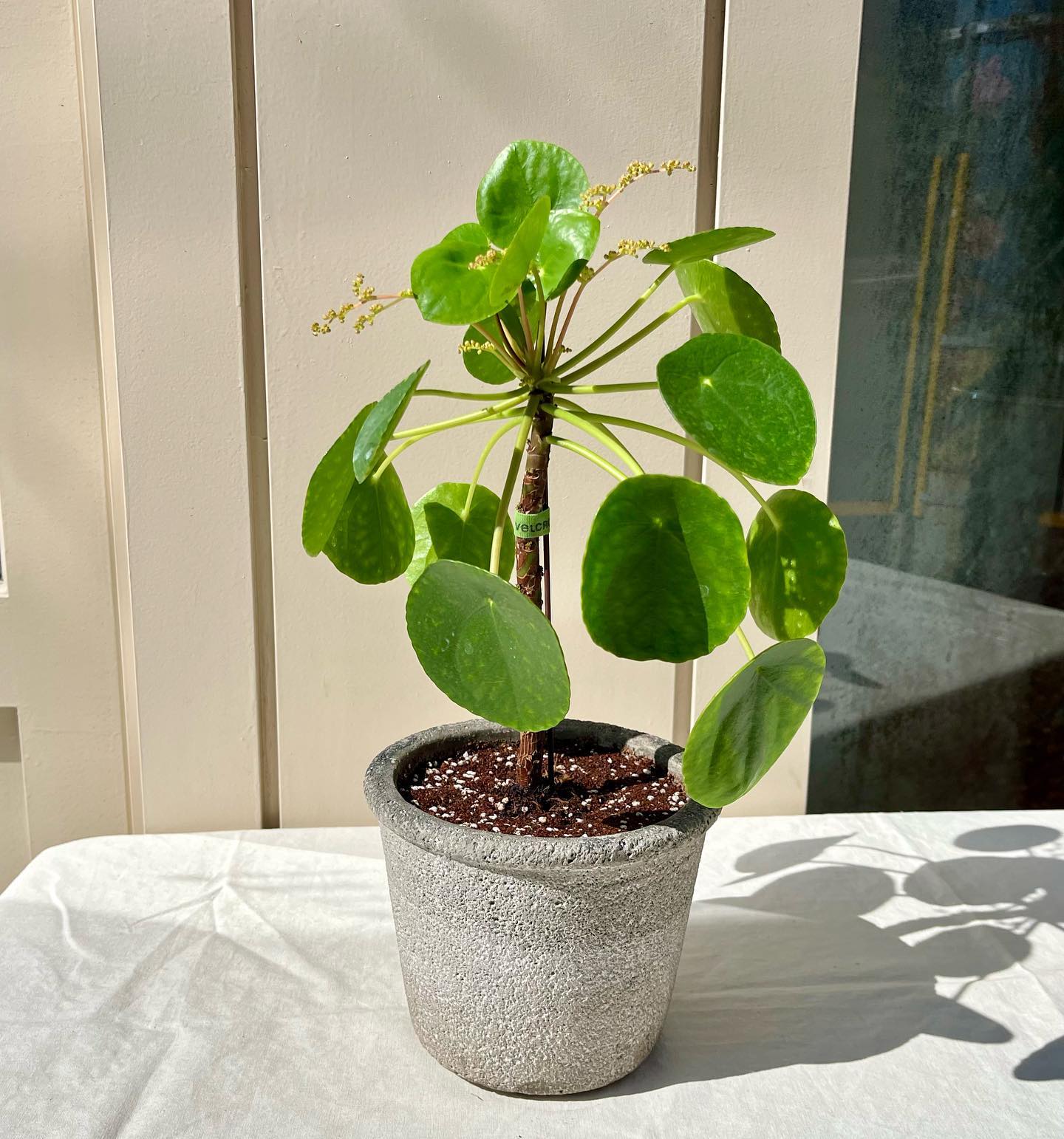 Growing Chinese Money Plant (Pilea Peperomioides) Indoors | Plantcarefully