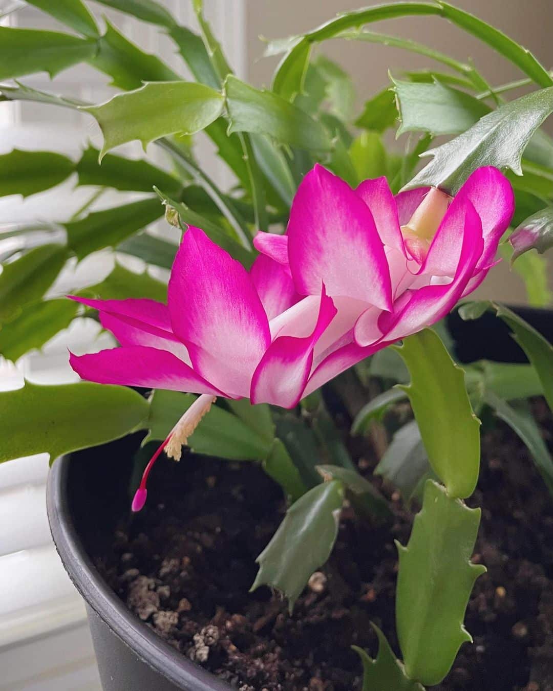 Christmas Cactus Care and Growing Guide | Plantcarefully