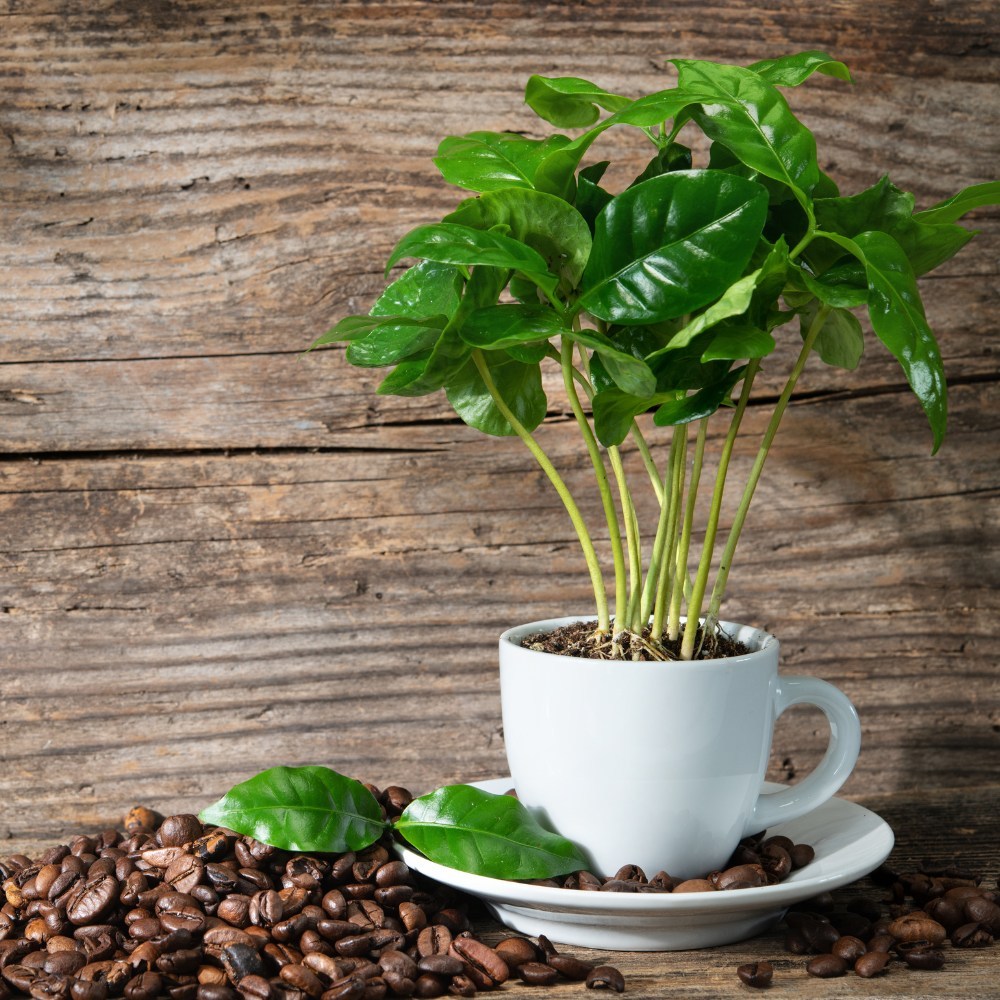 Coffee Plant Care and Growing Guide | Plantcarefully