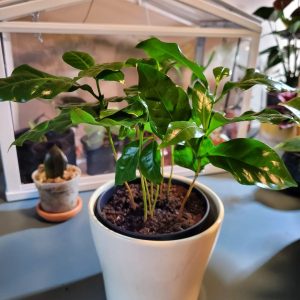 Coffee Plant Care and Growing Guide | Plantcarefully