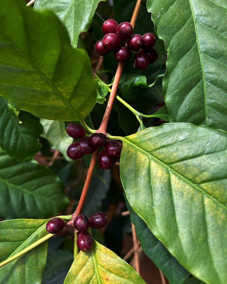 Coffee Plant Care and Growing Guide | Plantcarefully
