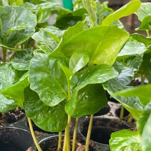 Coffee Plant Care and Growing Guide | Plantcarefully