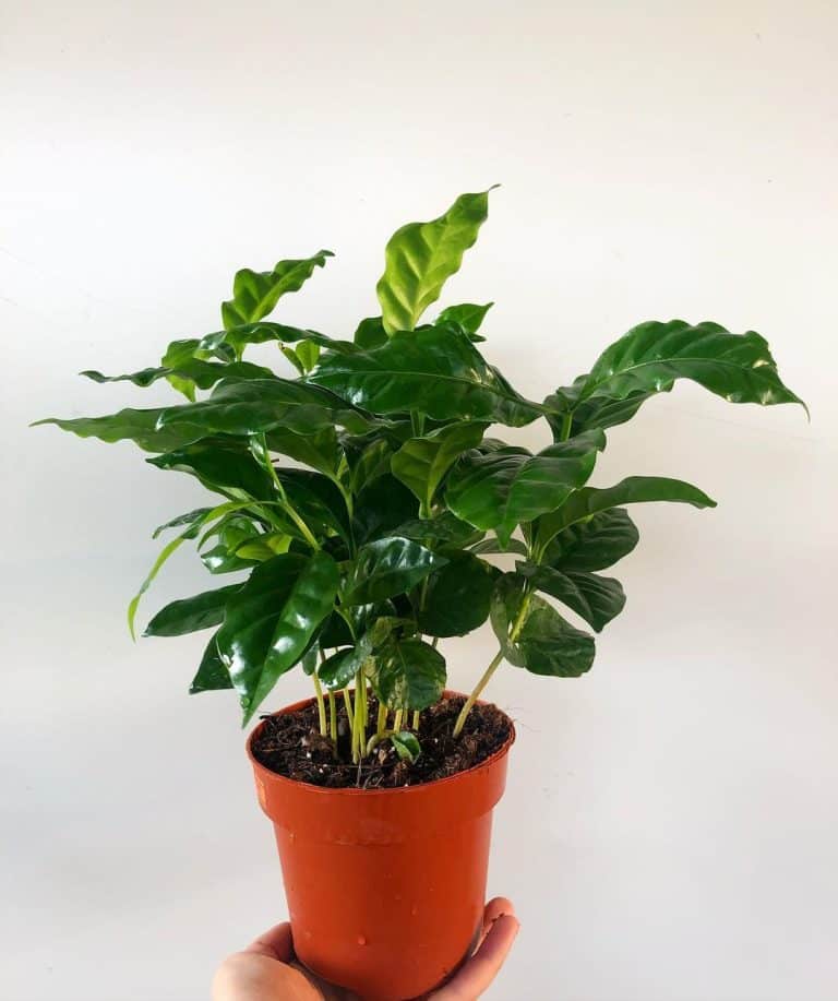 Coffee Plant Care and Growing Guide | Plantcarefully