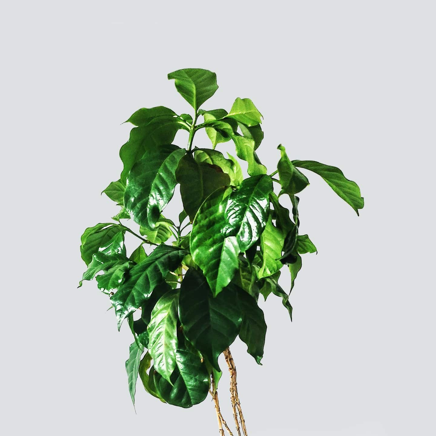 Coffee Plant Care and Growing Guide | Plantcarefully
