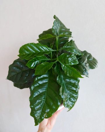 Coffee Plant Care and Growing Guide | Plantcarefully