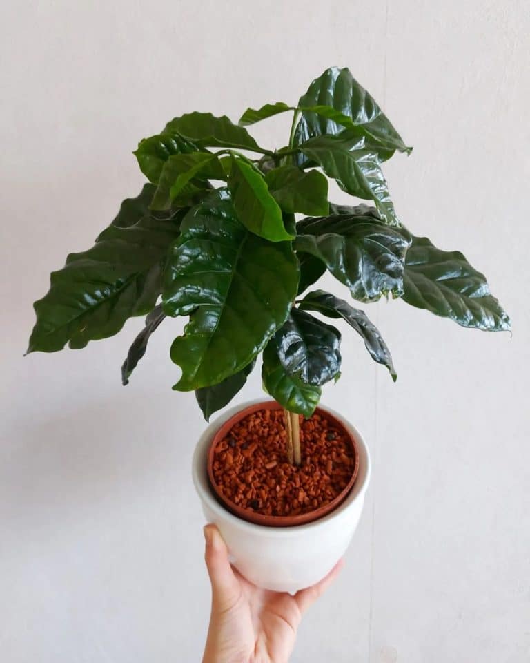 Coffee Plant Care and Growing Guide | Plantcarefully