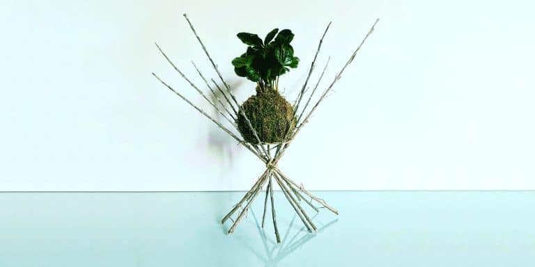 Coffee Plant Care and Growing Guide | Plantcarefully