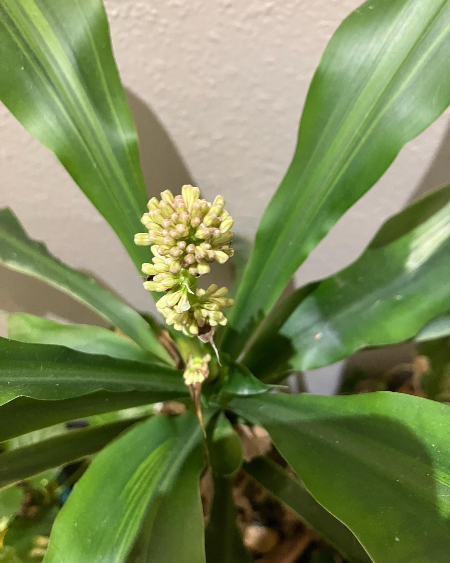 Corn Plant (Dracaena Fragrans): Growing and Care Guide | Plantcarefully