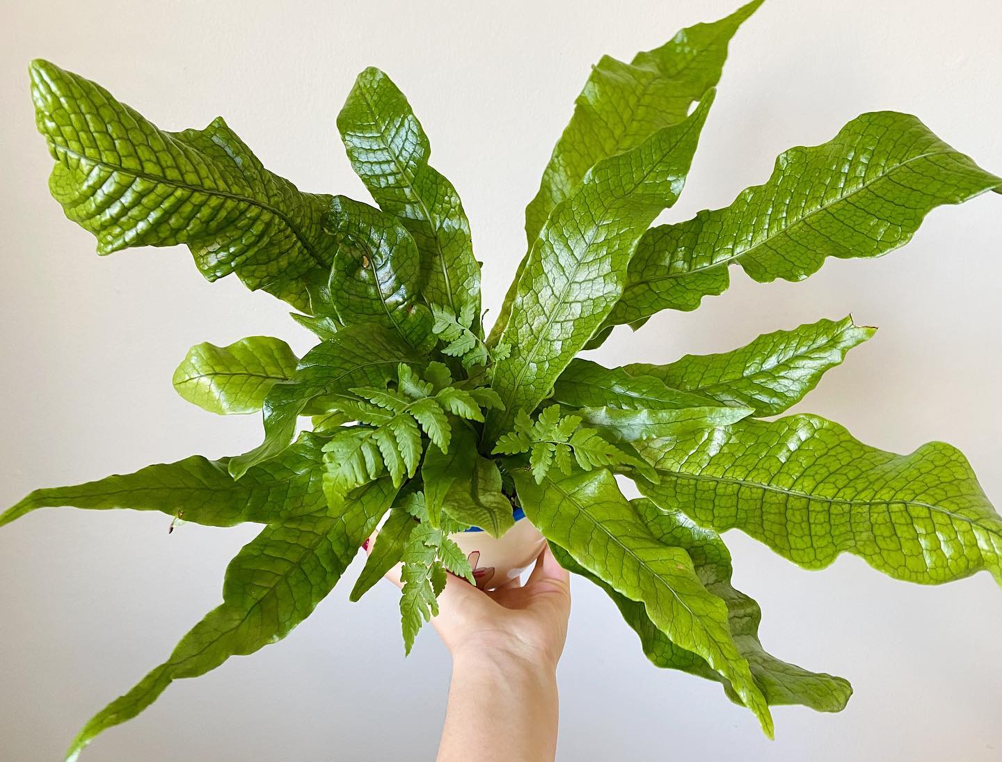 Crocodile Fern Care