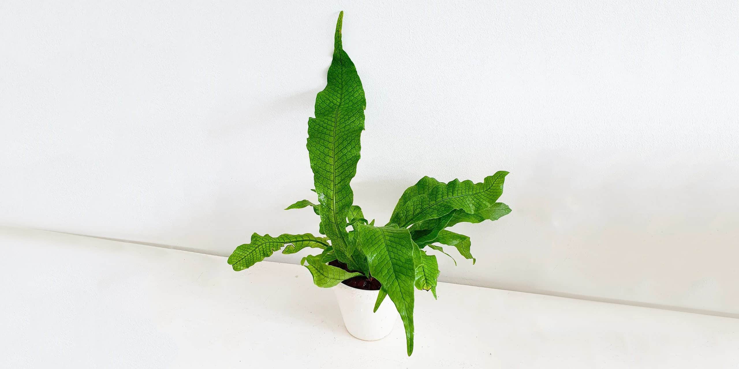 Growing Crocodile Fern: Complete Care Guide! | Plantcarefully