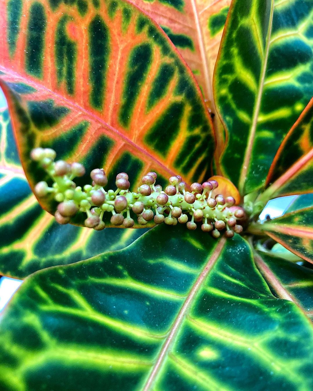 Croton Plant Care 101: Expert Tips for Colorful Leaves | Plantcarefully