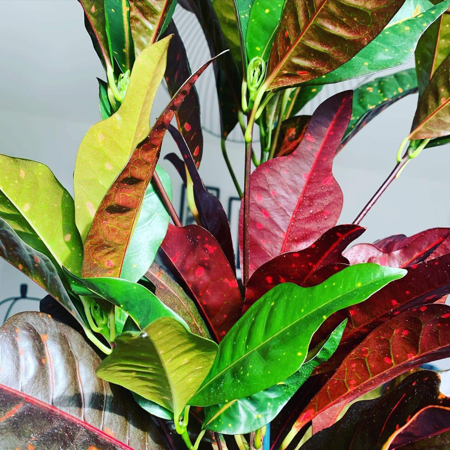 Croton Plant Care 101: Expert Tips for Colorful Leaves | Plantcarefully