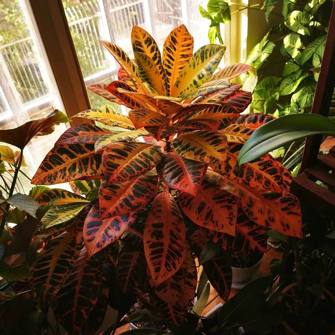Croton Plant Care 101: Expert Tips for Colorful Leaves | Plantcarefully