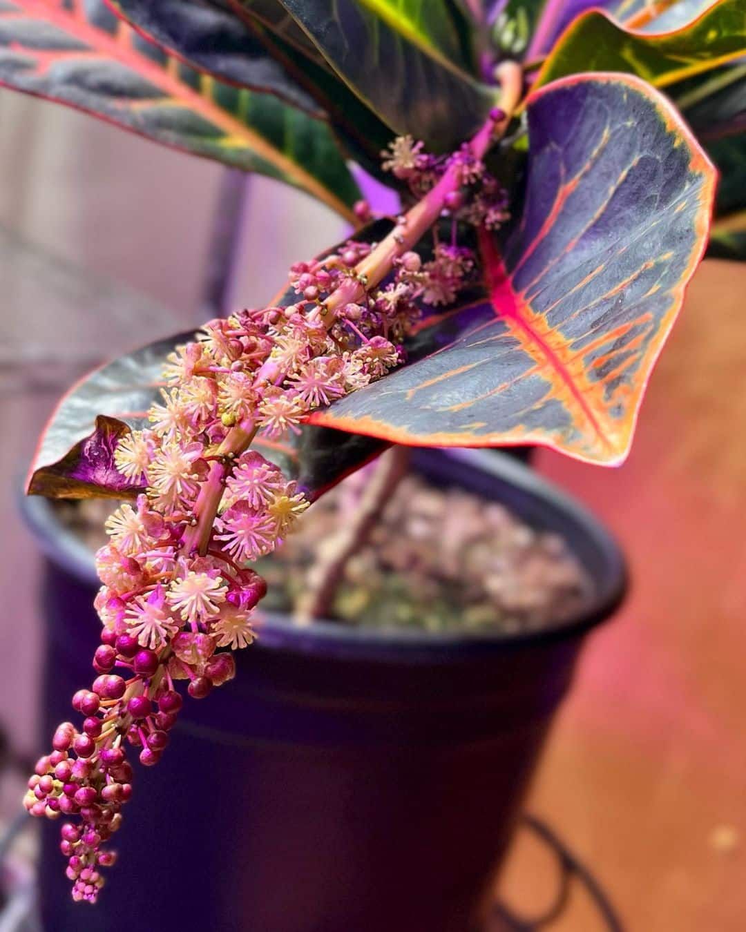 Croton Plant Care 101: Expert Tips for Colorful Leaves | Plantcarefully