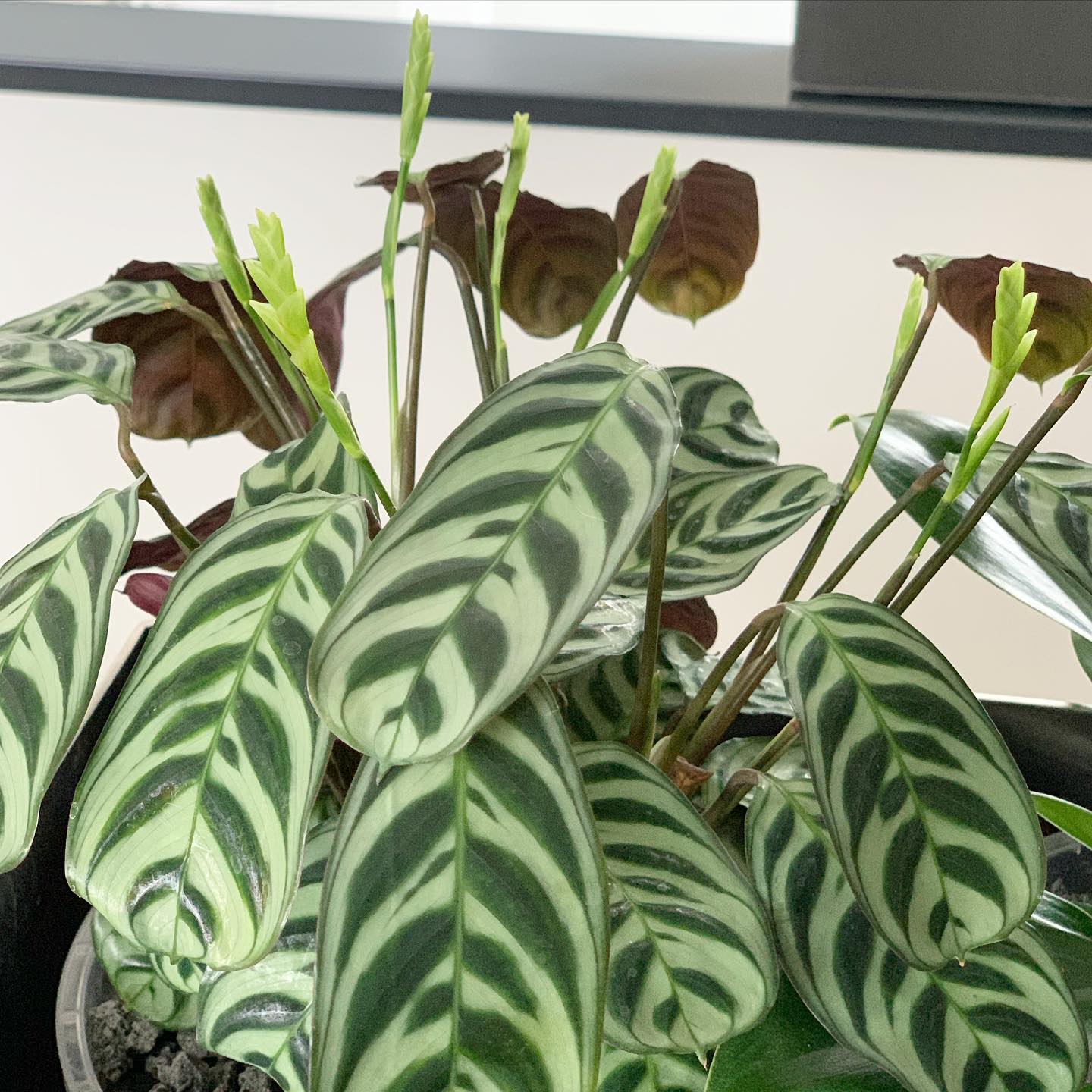 Never Never Plant (Ctenanthe) Care + Growing | Plantcarefully