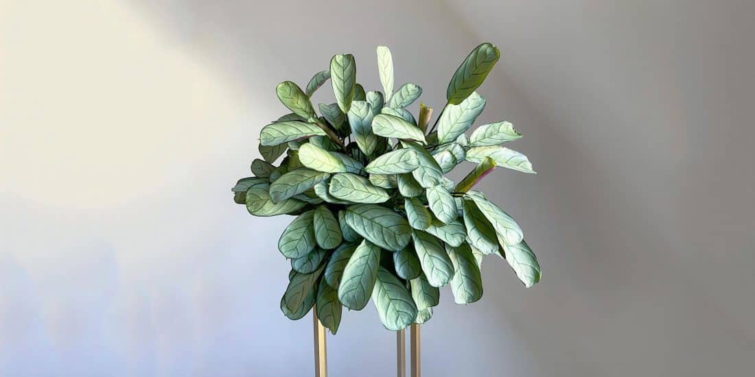 Never Never Plant (Ctenanthe) Care + Growing | Plantcarefully