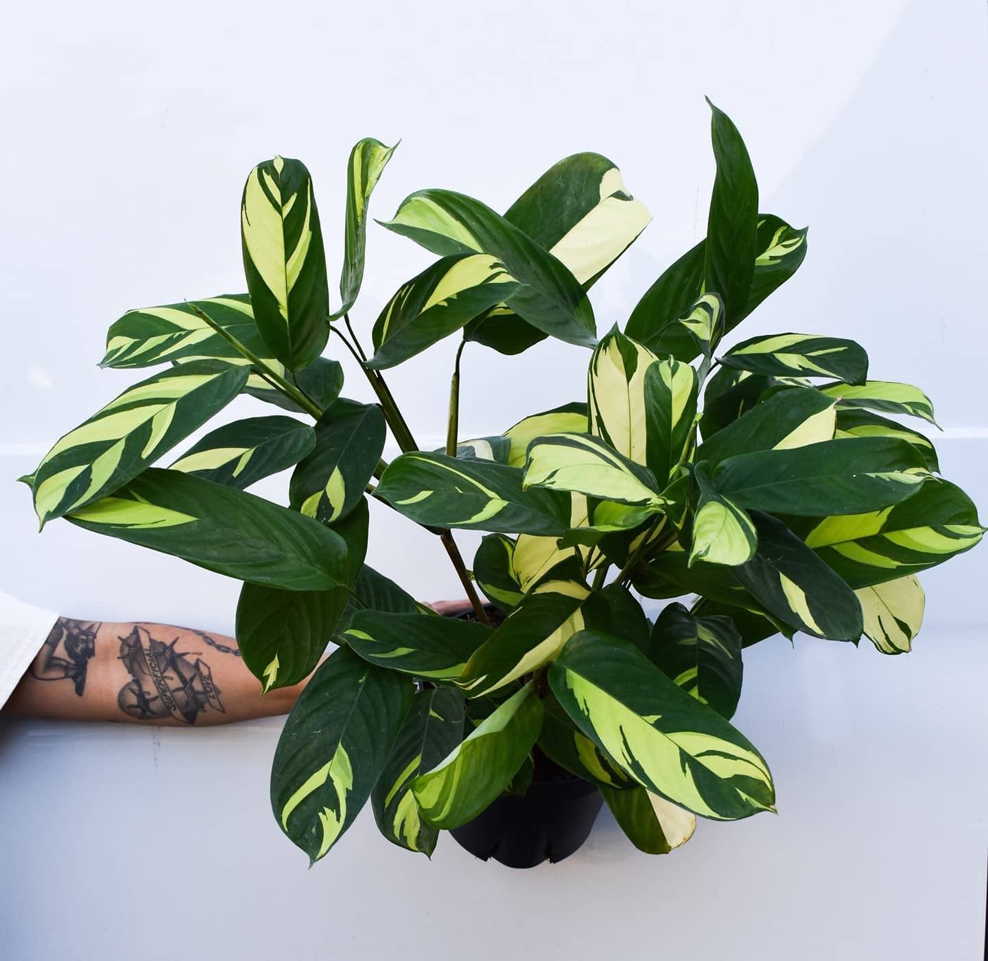 Never Never Plant (Ctenanthe) Care + Growing | Plantcarefully