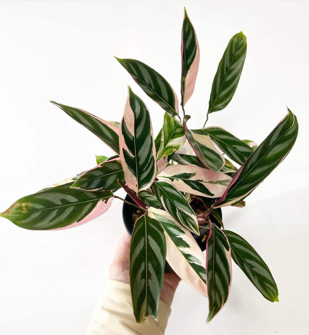 Never Never Plant (Ctenanthe) Care + Growing | Plantcarefully