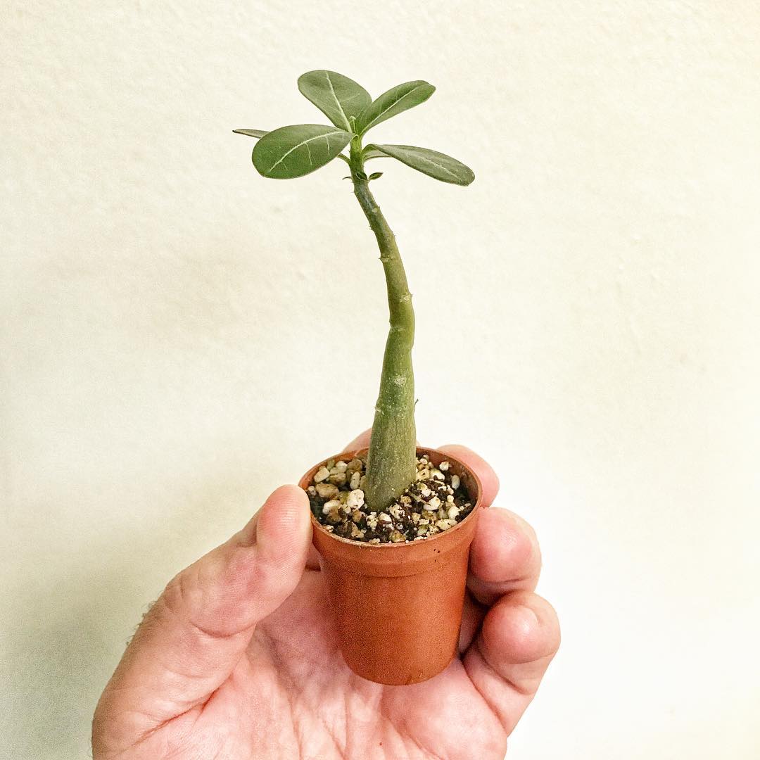Desert Rose Plant Care and Growing Guide | Plantcarefully