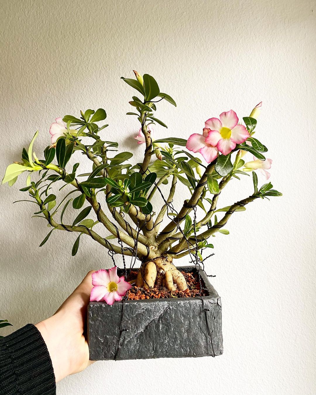 Desert Rose Plant Care and Growing Guide | Plantcarefully