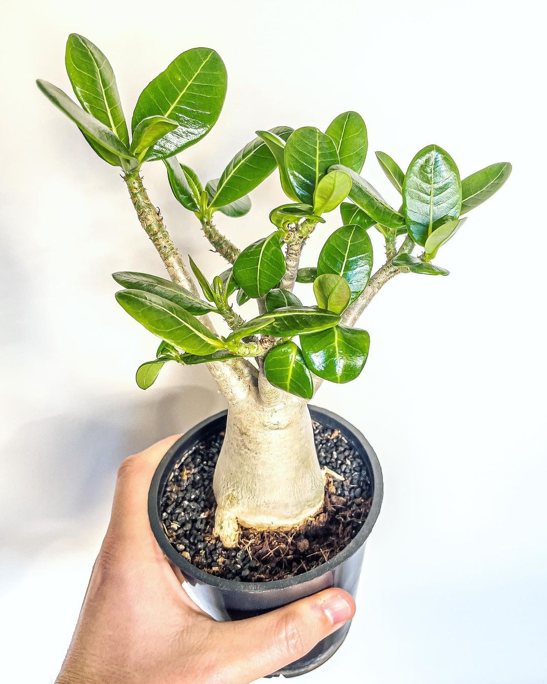 Desert Rose Plant Care and Growing Guide | Plantcarefully