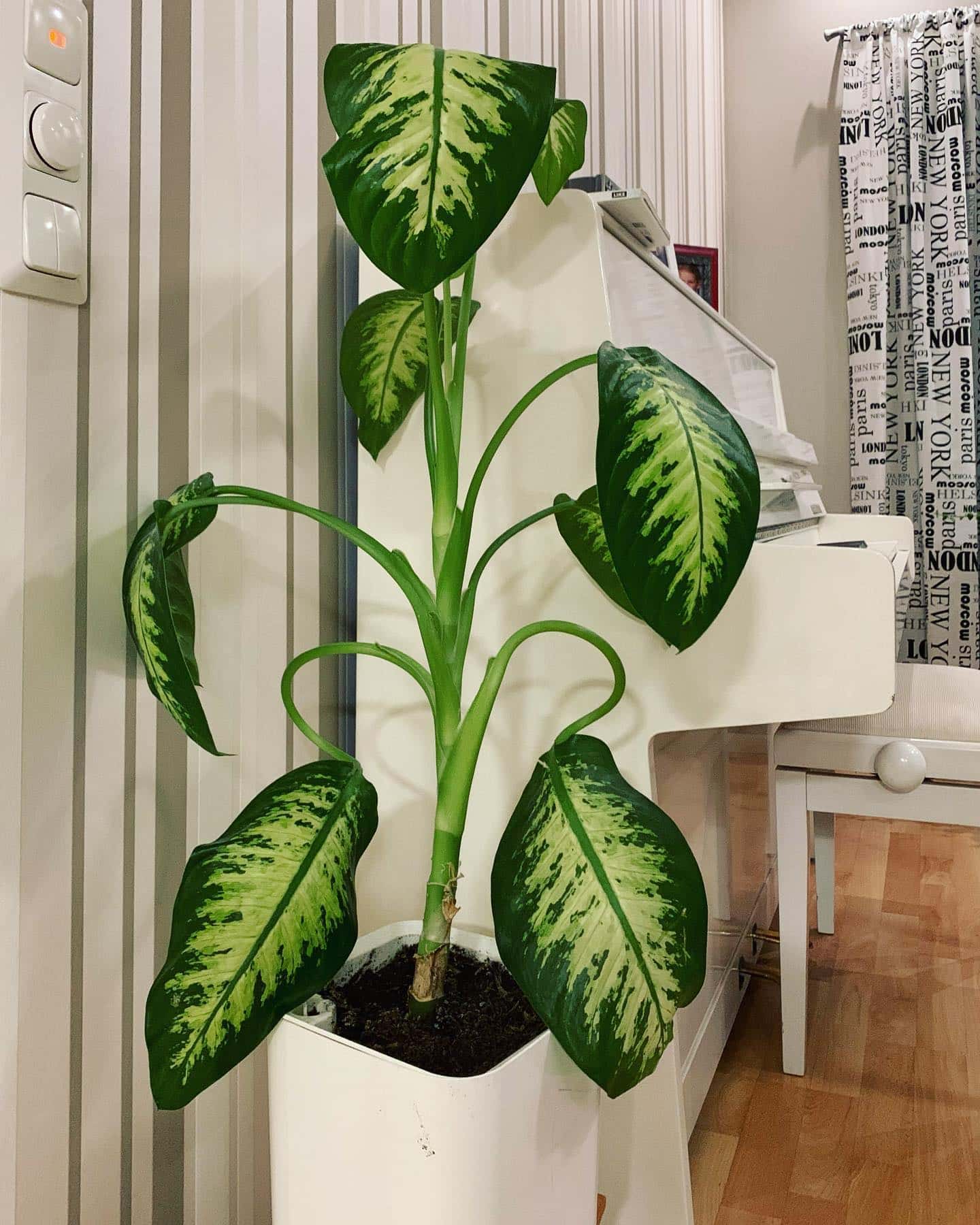 Dieffenbachia (Dumb Cane): Our Complete Care Guide | Plantcarefully