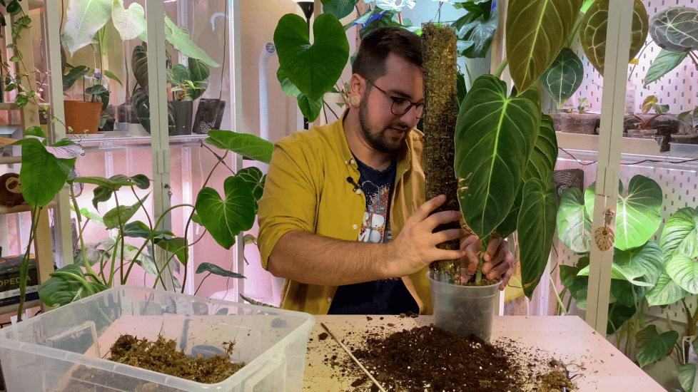 How To Make a DIY Moss Pole for Plants | Plantcarefully