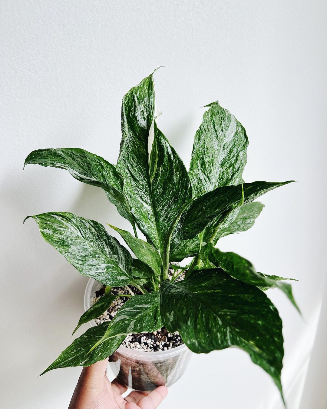 Domino Peace Lily Care and Growing Guide | Plantcarefully