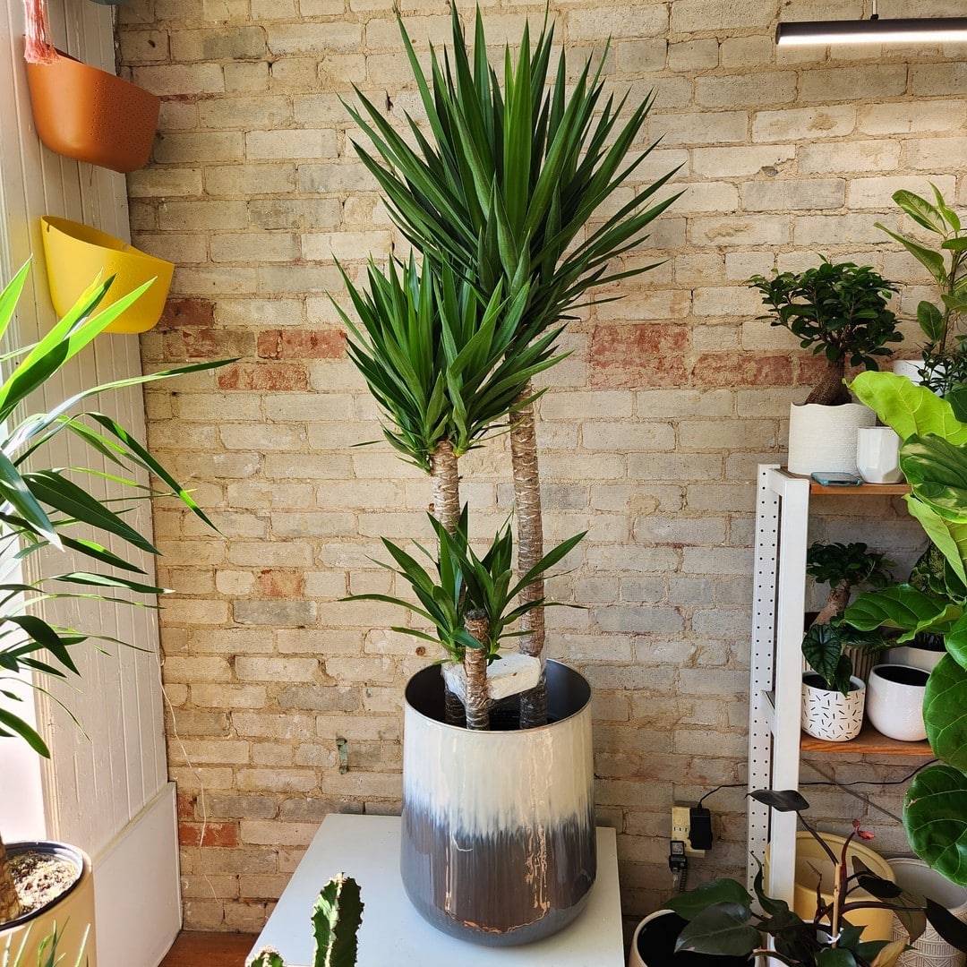 Corn Plant (Dracaena Fragrans): Growing and Care Guide | Plantcarefully