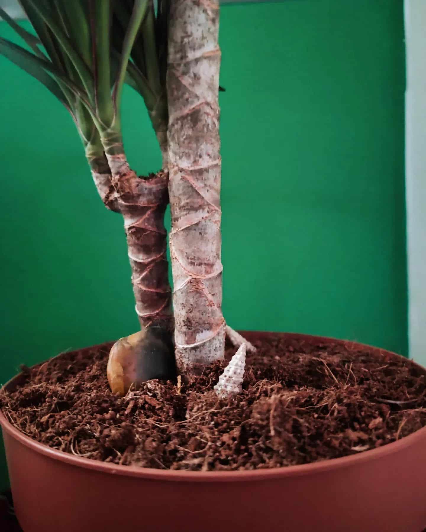 Dragon Tree (Dracaena Marginata): Indoor Care Guide | Plantcarefully