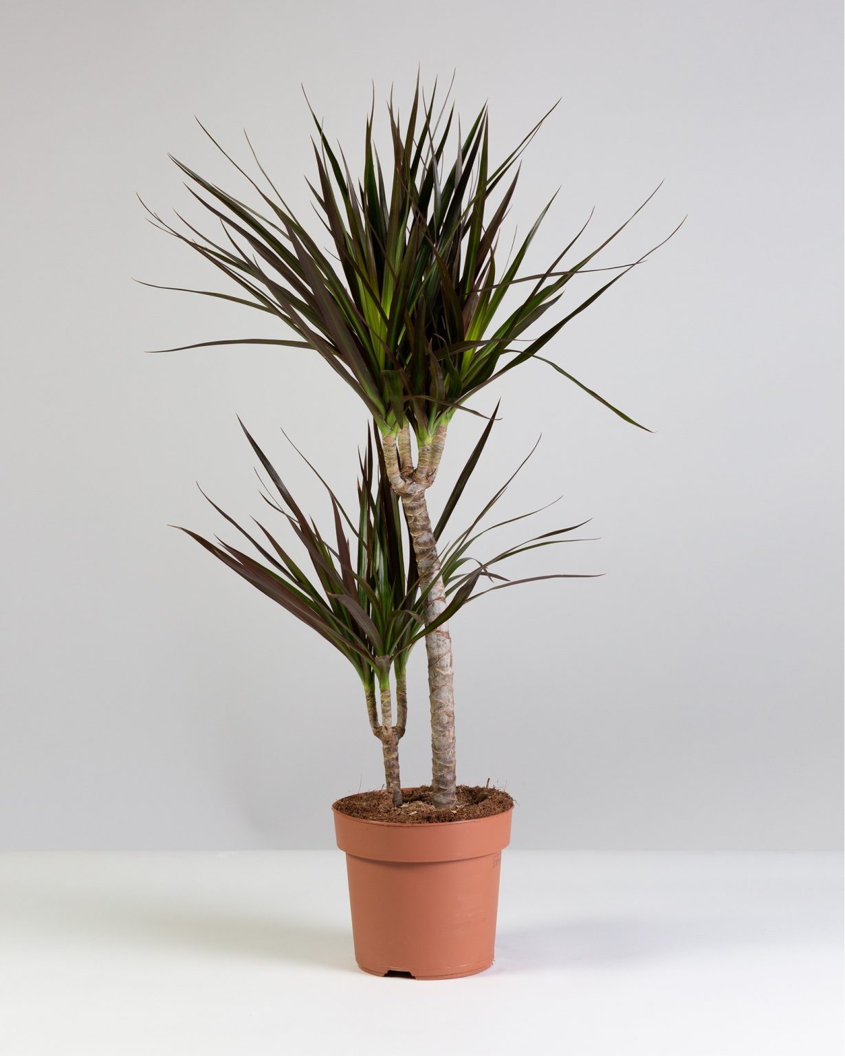 Dragon Tree (Dracaena Marginata): Indoor Care Guide | Plantcarefully