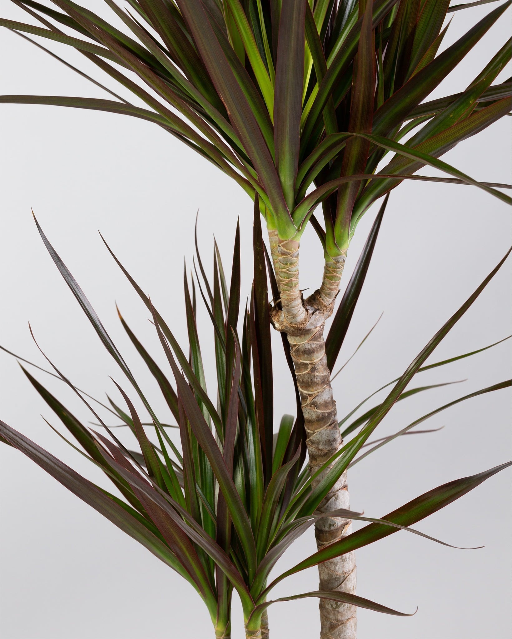 Dragon Tree (Dracaena Marginata): Indoor Care Guide | Plantcarefully