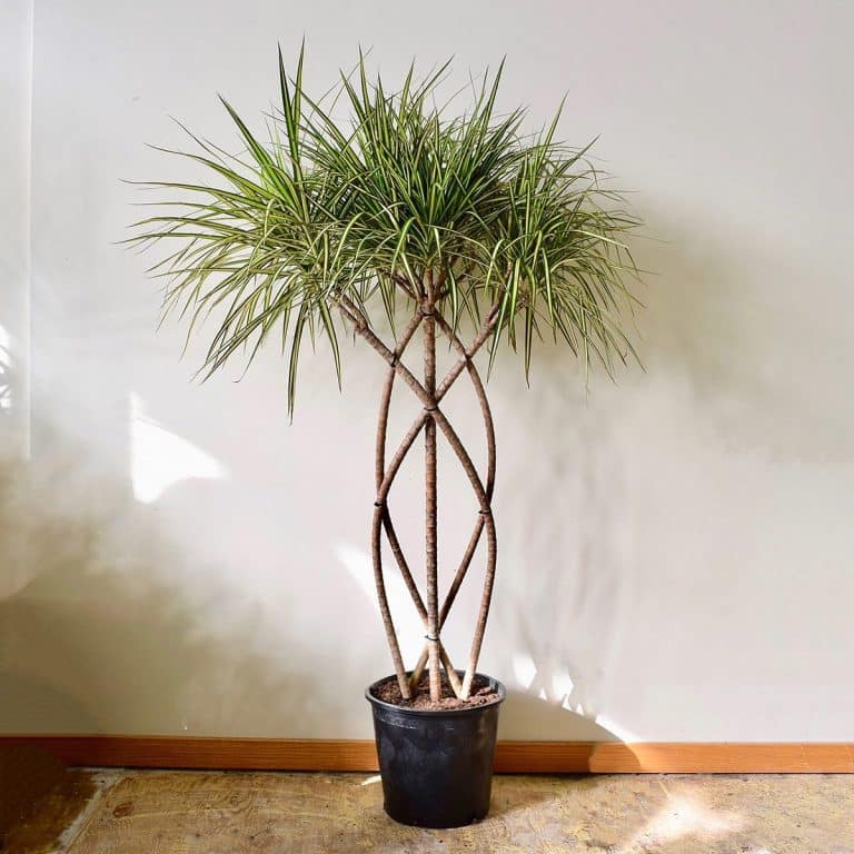 Dragon Tree (Dracaena Marginata): Indoor Care Guide | Plantcarefully