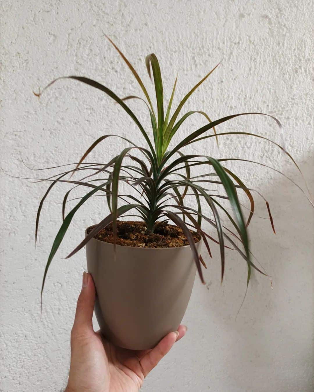 Dragon Tree (Dracaena Marginata): Indoor Care Guide | Plantcarefully
