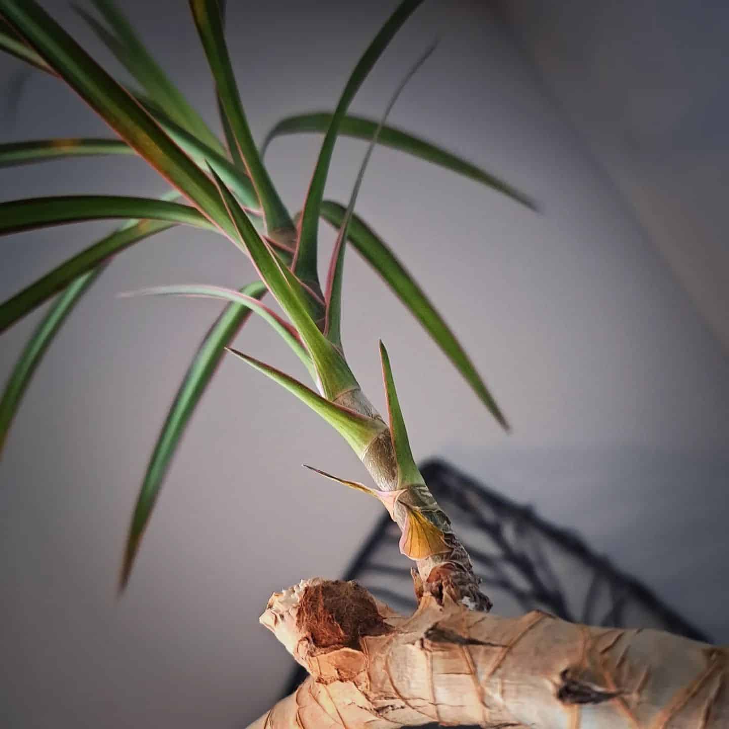 Dragon Tree (Dracaena Marginata): Indoor Care Guide | Plantcarefully