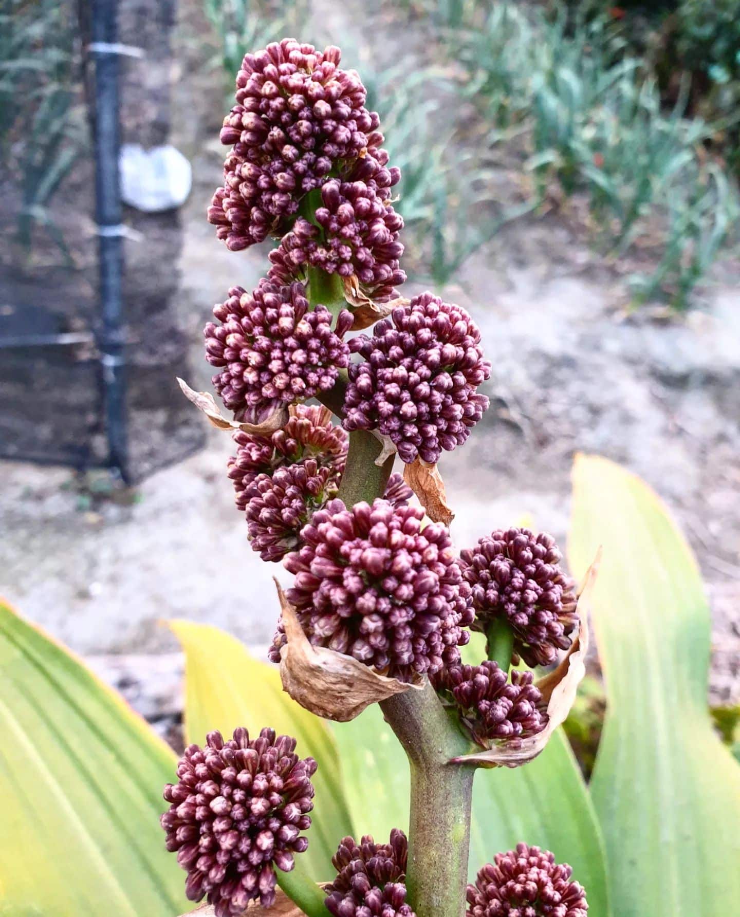 Dracaena: Complete Care and Growing Guide | Plantcarefully