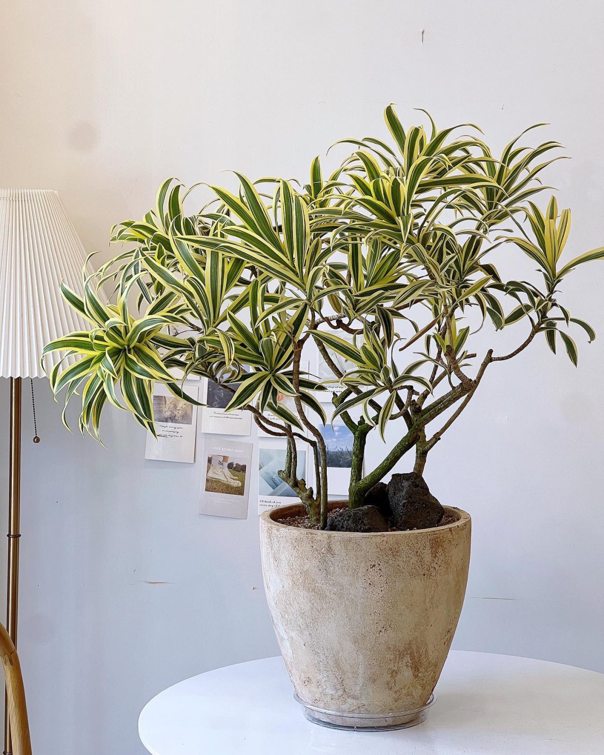 Dracaena Reflexa: Plant Care & Growing | Plantcarefully
