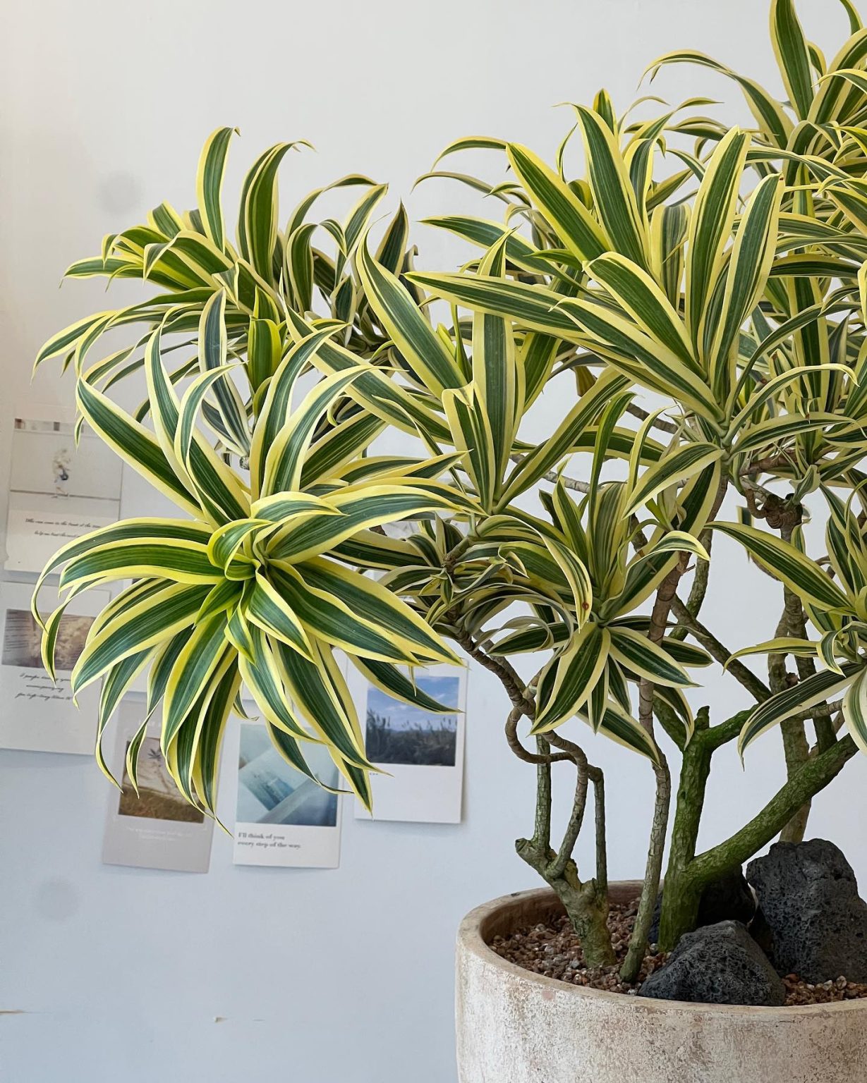 Dracaena Reflexa: Plant Care & Growing | Plantcarefully