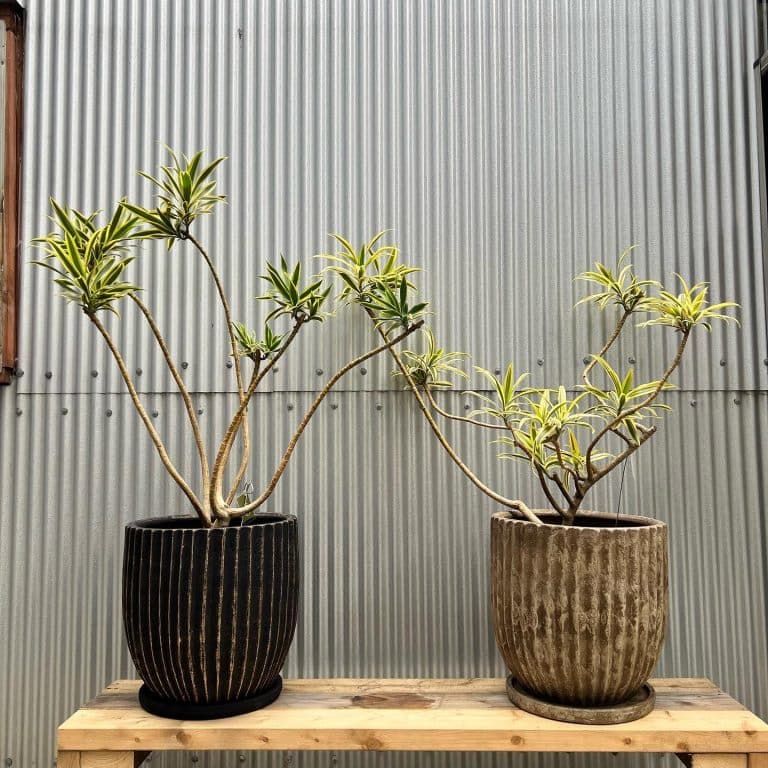 Dracaena Reflexa: Plant Care & Growing | Plantcarefully