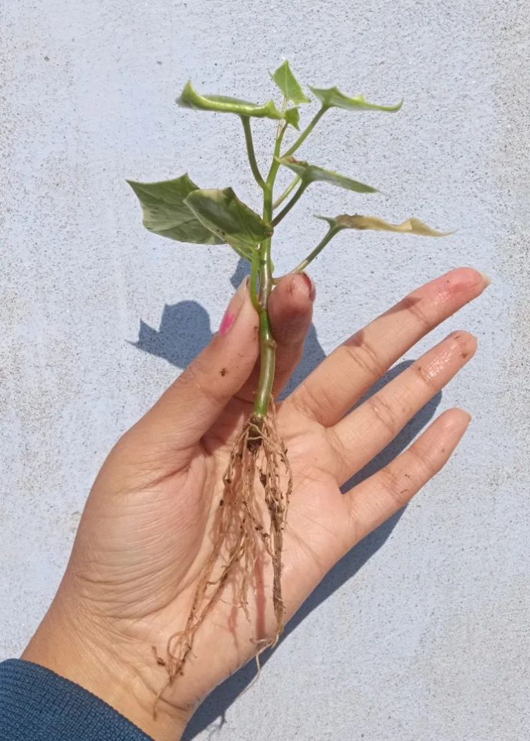 English Ivy: Plant Care and How to Grow | Plantcarefully